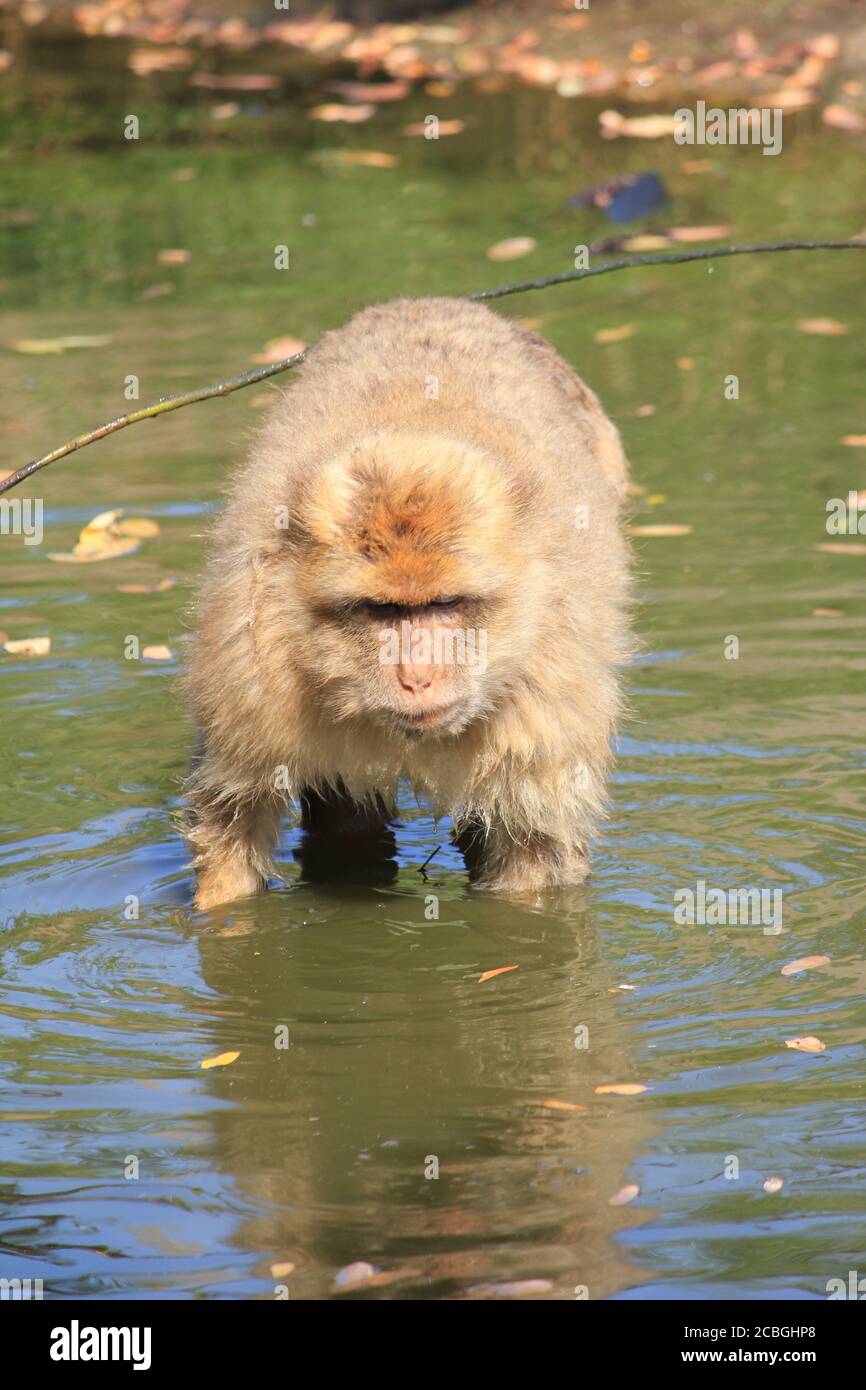 Macaque monkey in Dierenrijk Mierlo, the Netherlands Stock Photo - Alamy