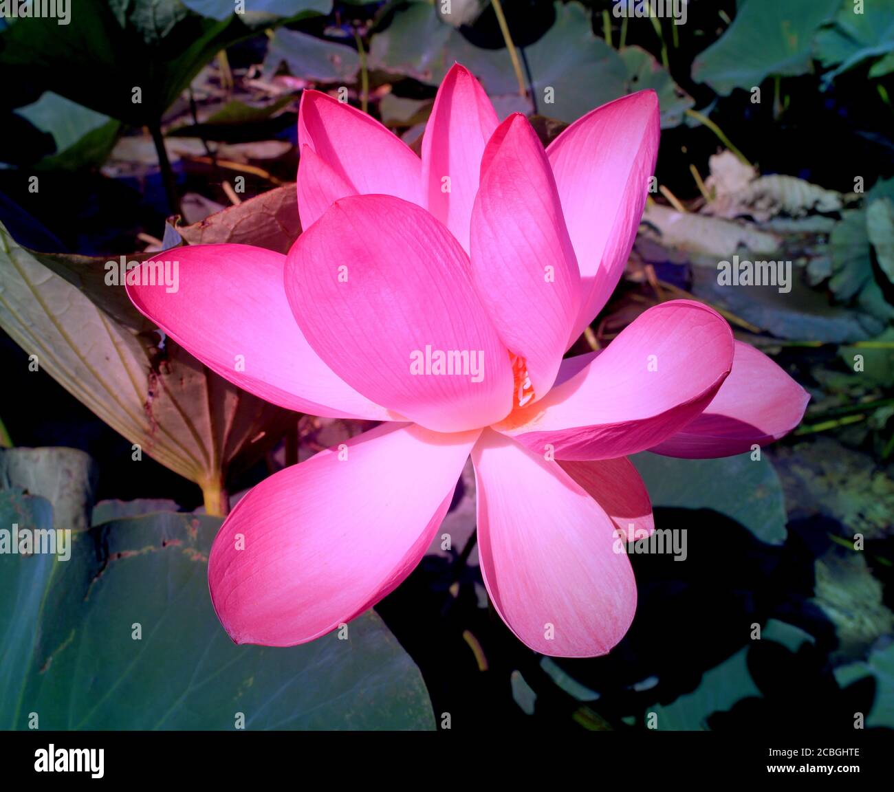 Beautiful photo with pink wonderful lotuses in the lagoon. Example of a ...