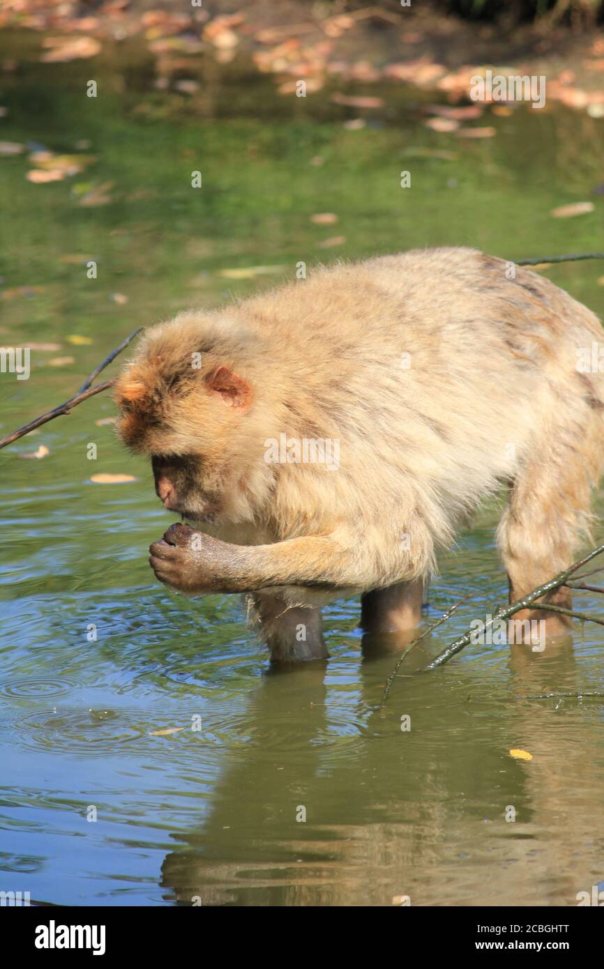 Monkey social structure hi-res stock photography and images - Alamy