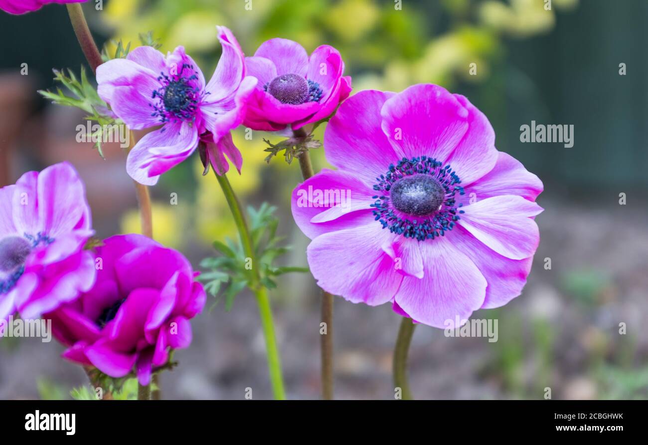 Anemone garden coronaria hi-res stock photography and images - Alamy