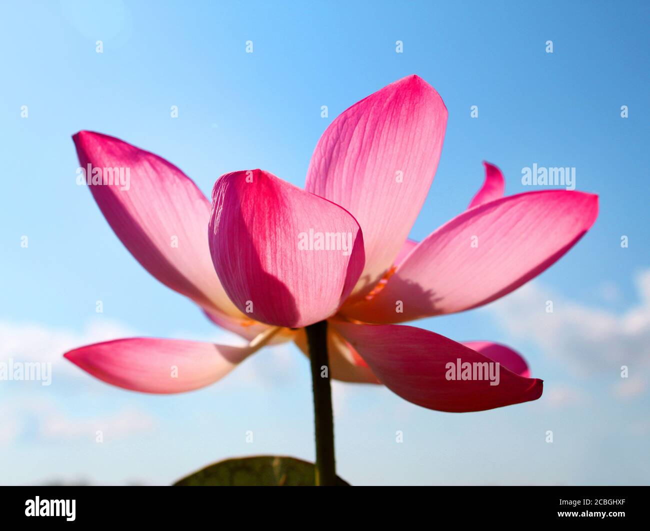 Beautiful photo with pink wonderful lotuses in the lagoon. Example of a ...