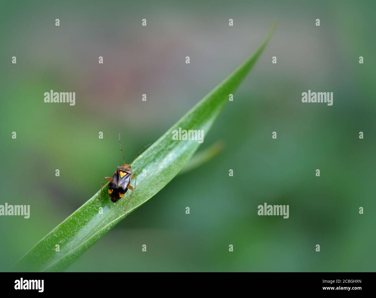 A garden bug with a yellow heart on its back Stock Photo - Alamy
