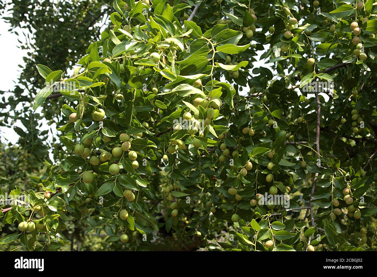 Jujube tree hi-res stock photography and images - Alamy