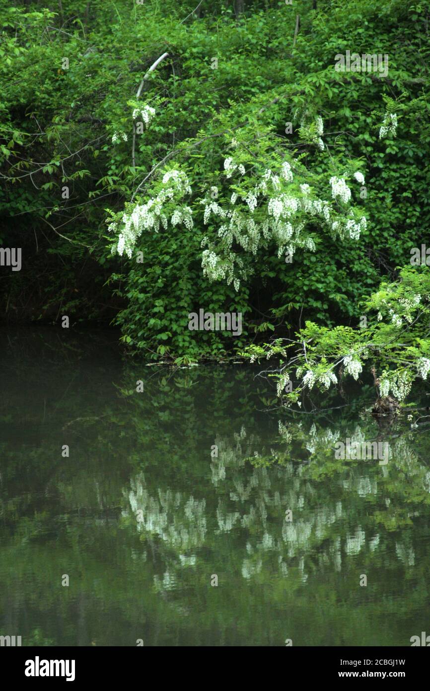 Black locust tree in flower hi-res stock photography and images - Alamy