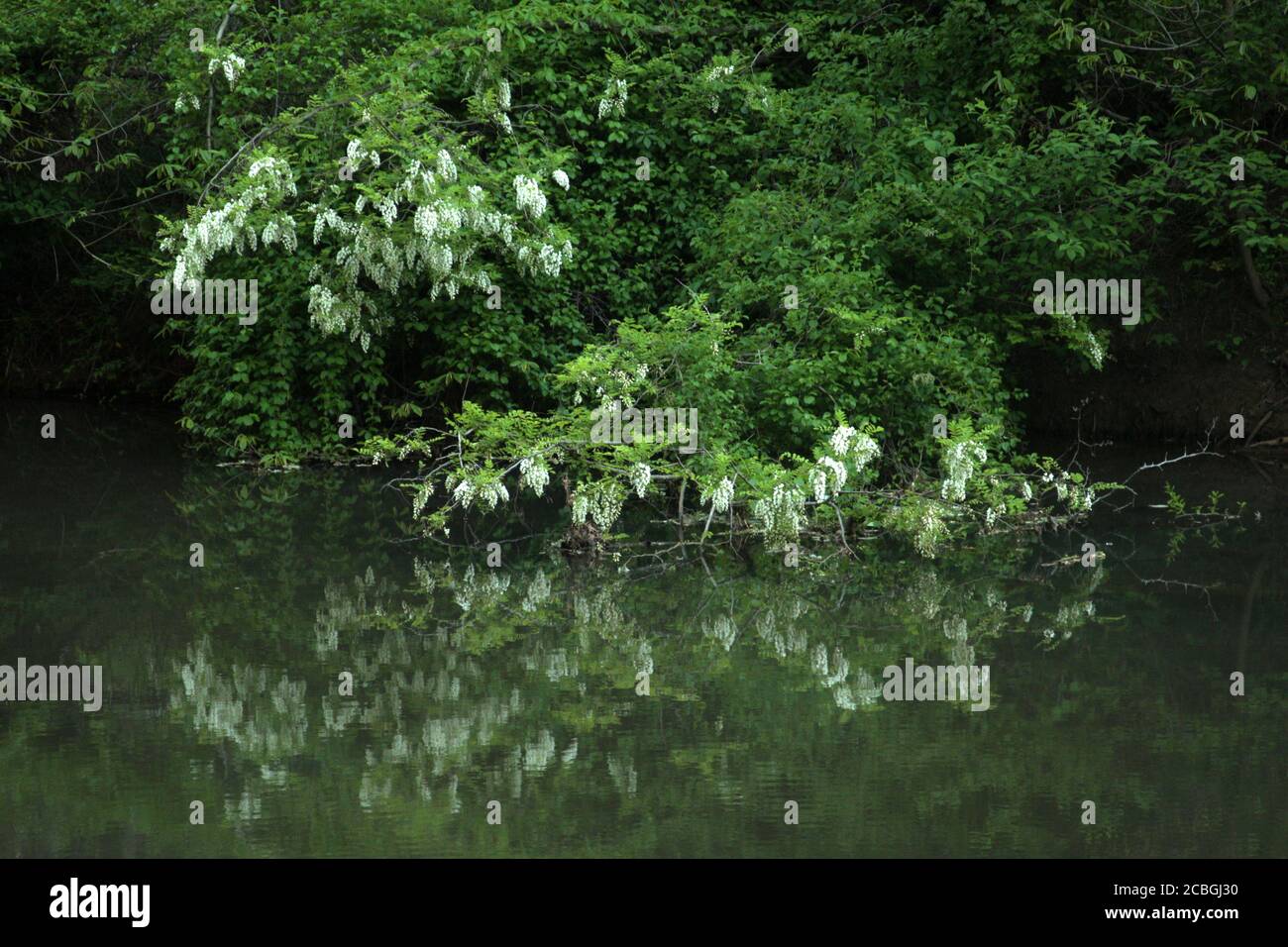 Locust tree in bloom by the water in Virginia, USA Stock Photo - Alamy