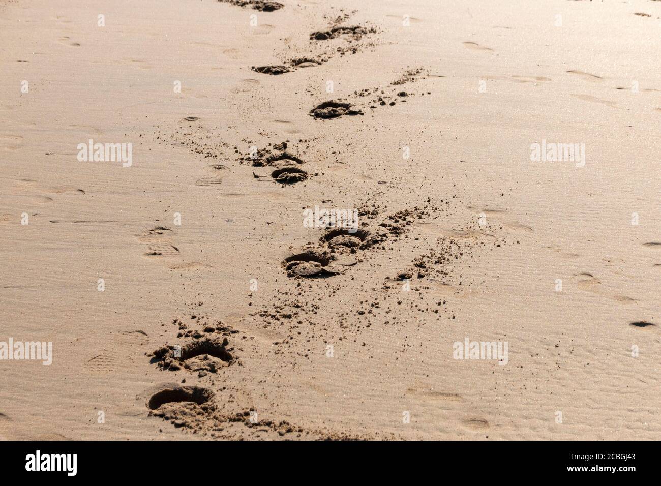 a close up view of two horses hoof prints that have been left in the ...