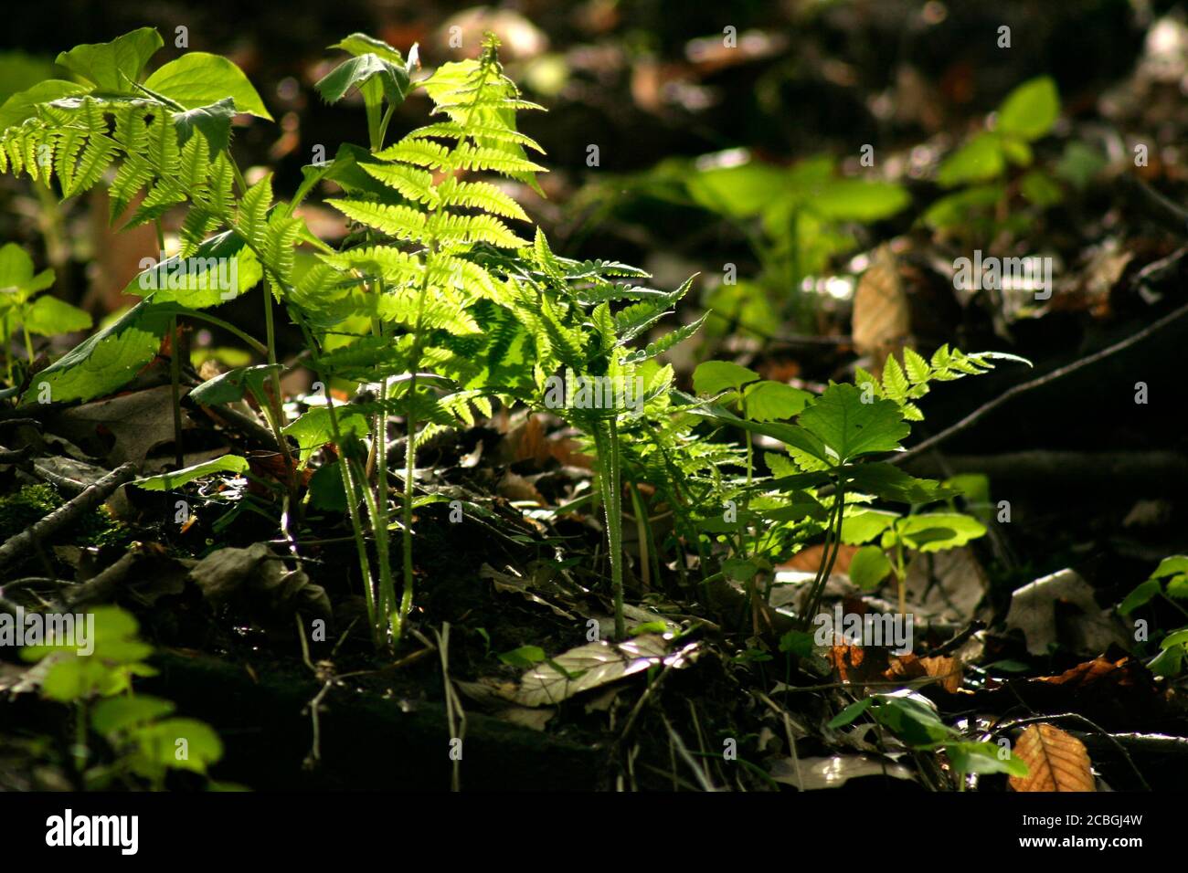 Ferns growing on forest floor hi-res stock photography and images - Alamy