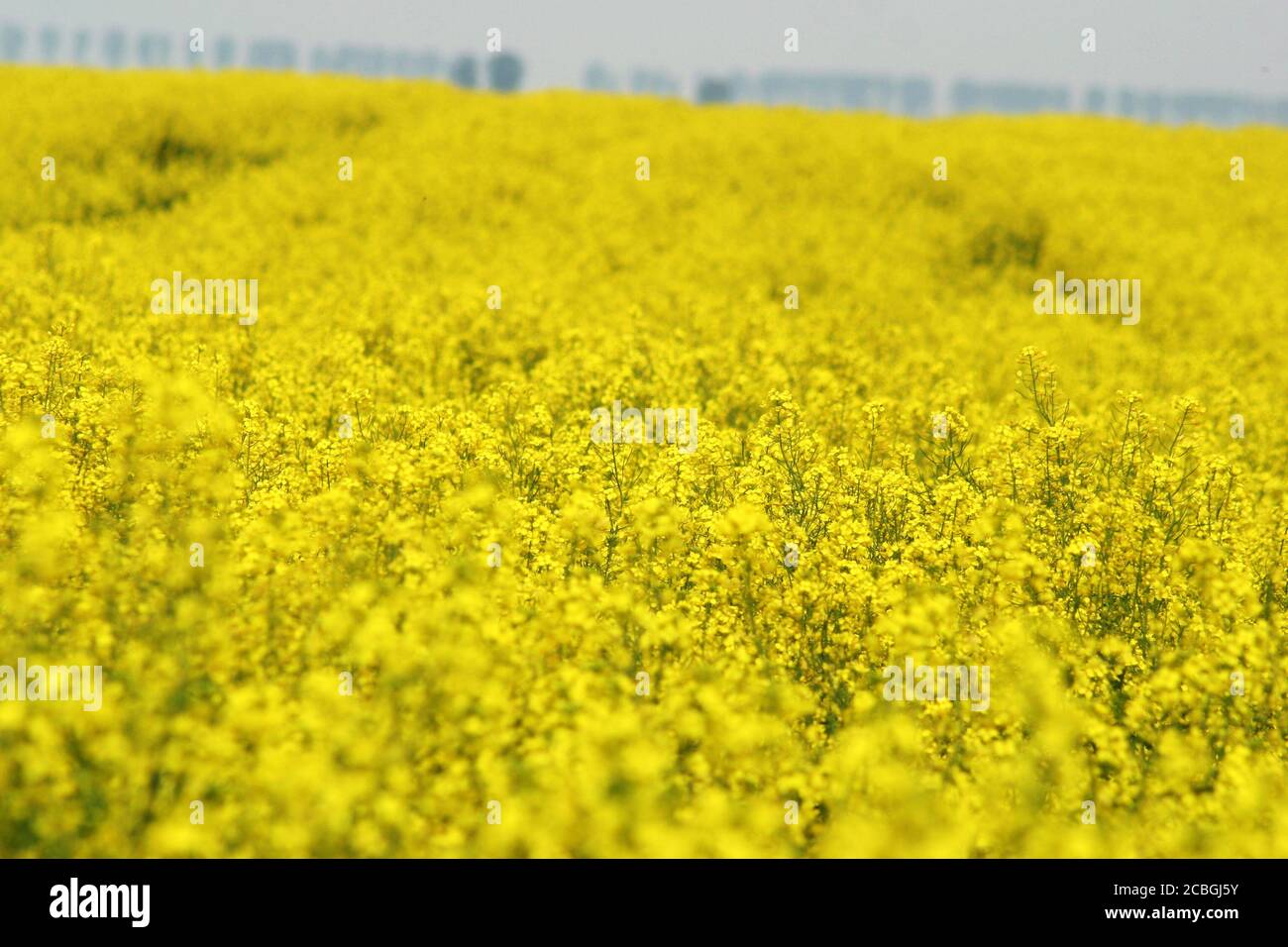 Rapeseed field in Southern Romania Stock Photo - Alamy