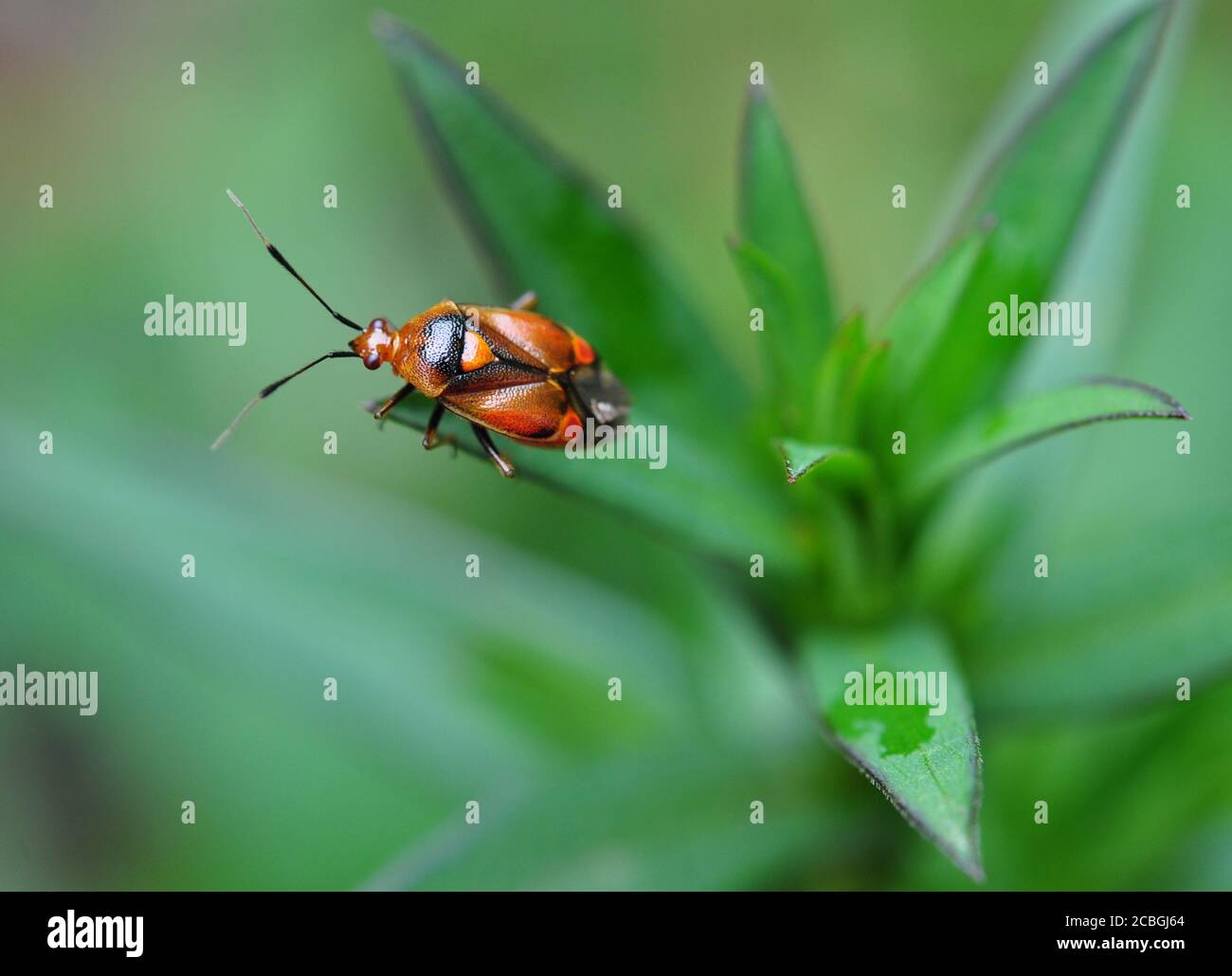 Bronze orange bug hi-res stock photography and images - Alamy
