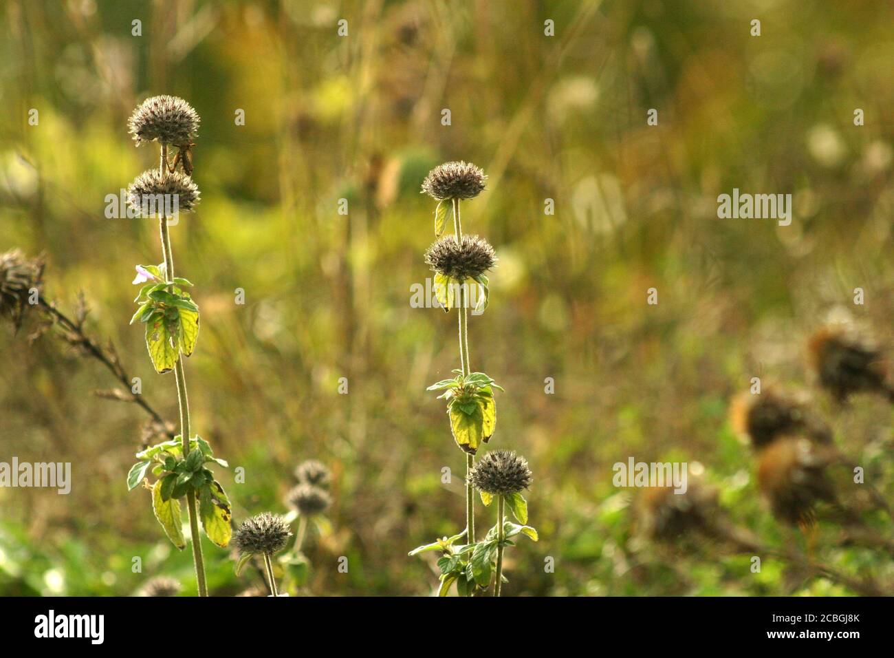 Seed pods of Mentha aquatica (water mint) in autumn Stock Photo - Alamy
