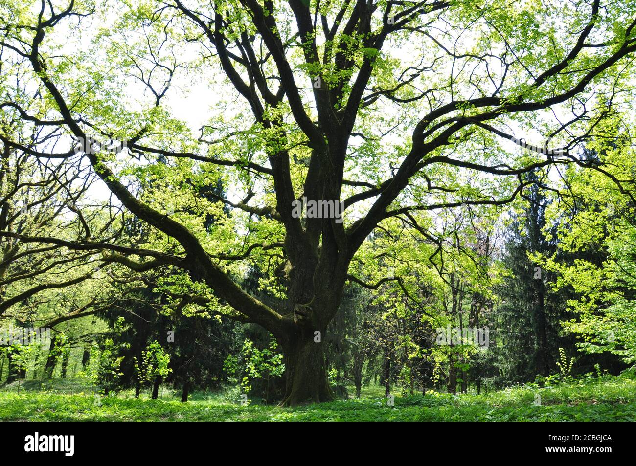 Sprawling greens hi-res stock photography and images - Alamy