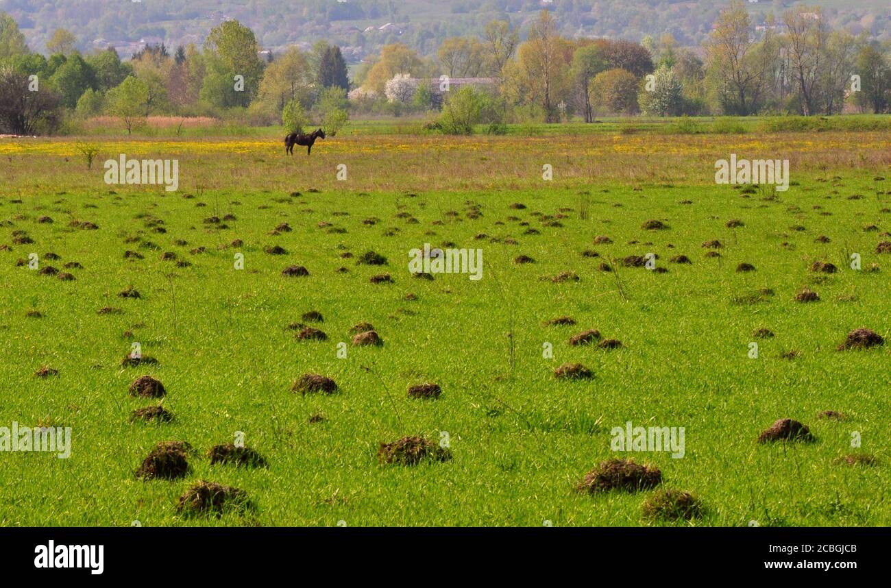 A field with burrows dug. A horse in the pasture Stock Photo - Alamy