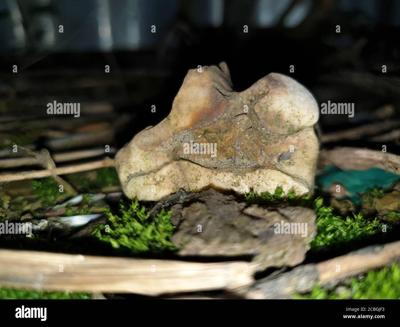 Bone of Animal Skulls Bones Real Buffalo for sale Real Animal Skull for ...