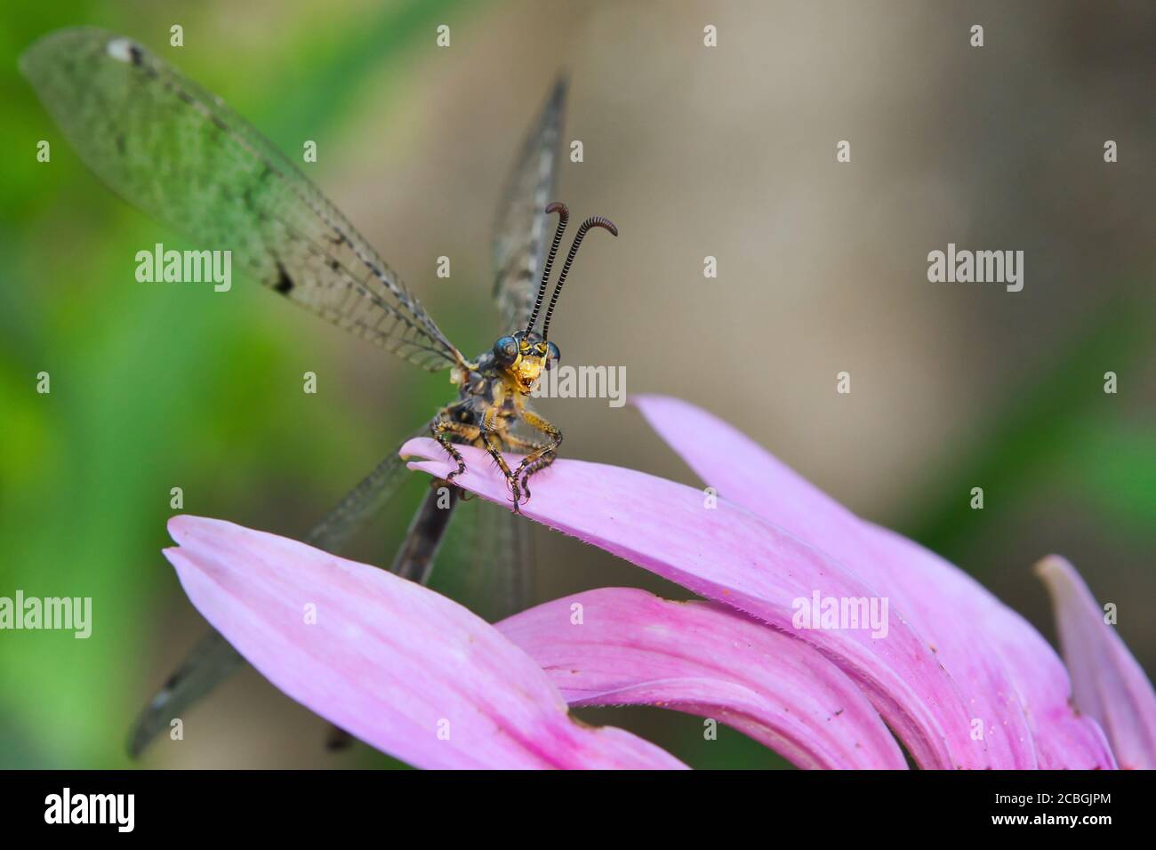 Ant lion hi-res stock photography and images - Alamy