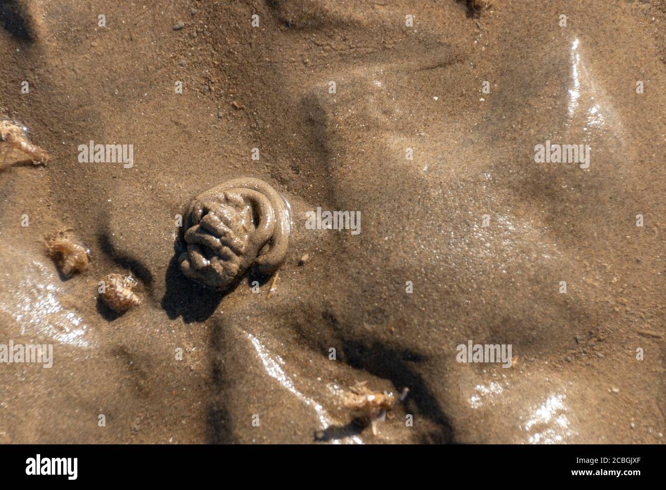 a close up view of a small insect burrowing out of the wet sand Stock ...