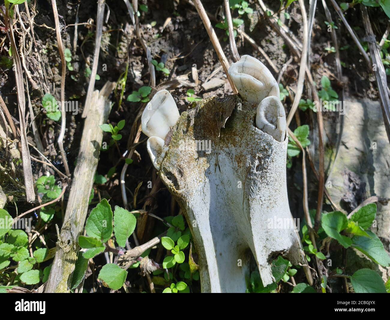 Bird cartilage hi-res stock photography and images - Alamy