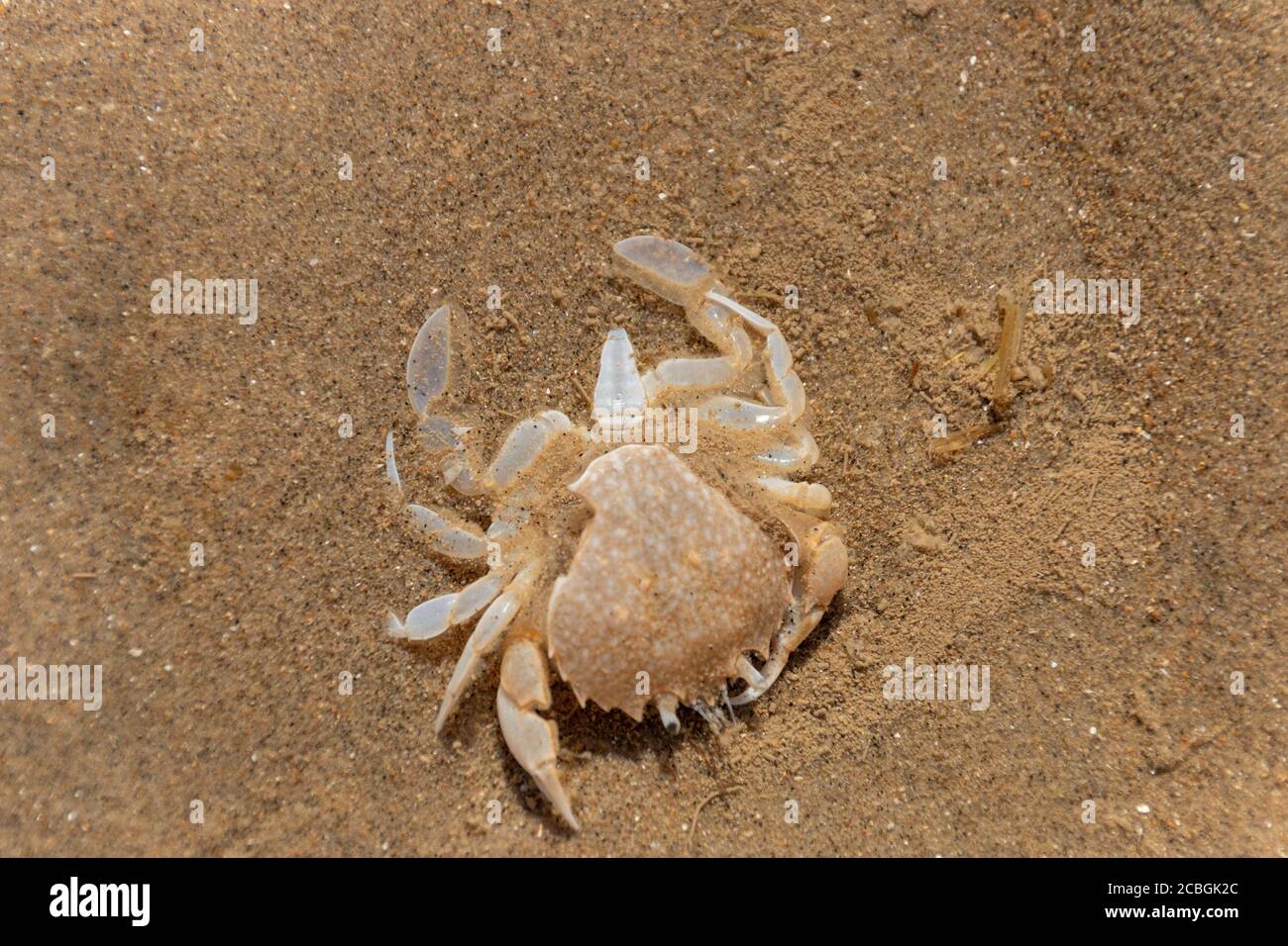 Crab shed shell hi-res stock photography and images - Alamy