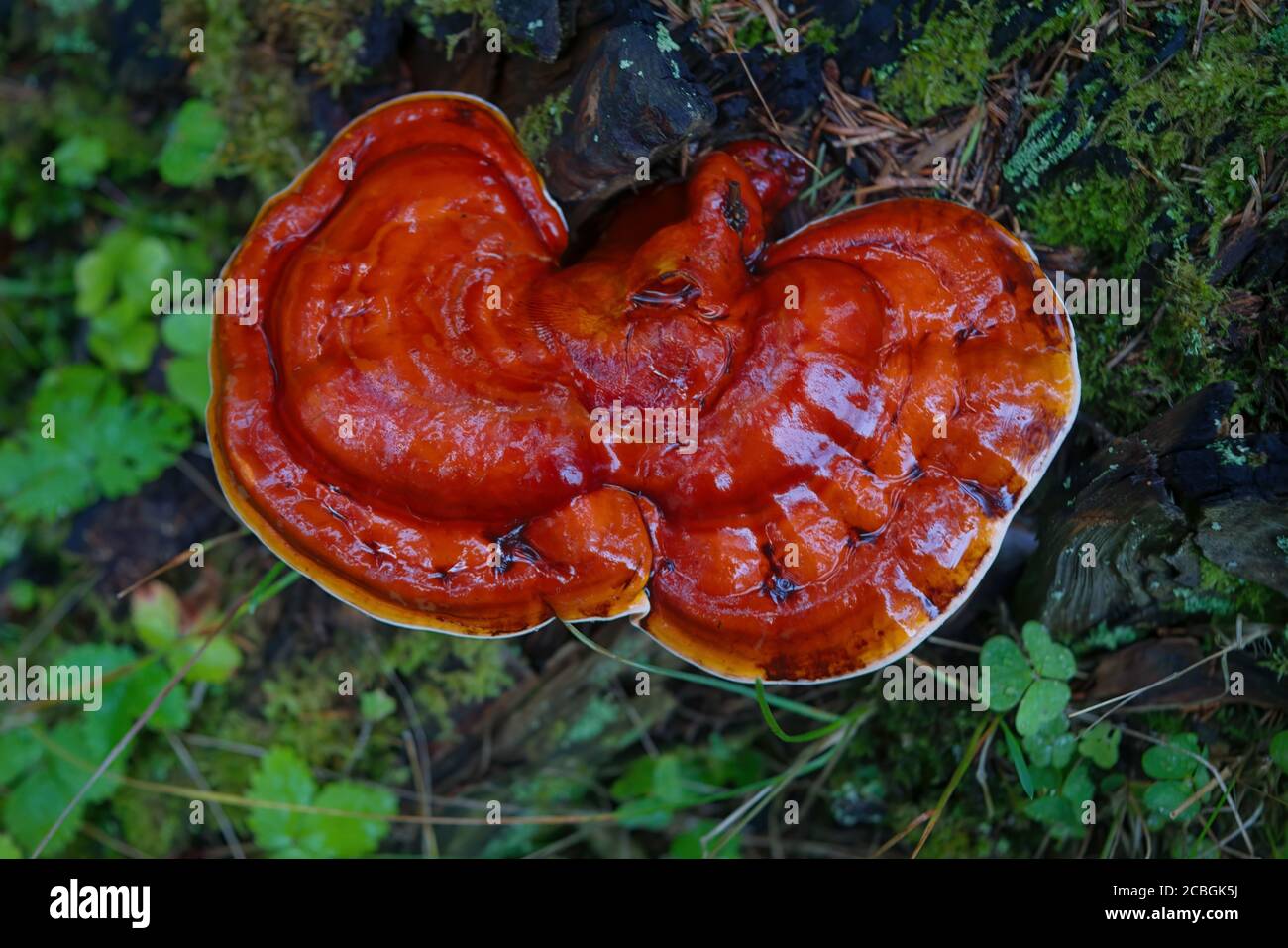 Fruit bodies of Ganoderma lucidum on the trunk of a tree Stock Photo ...