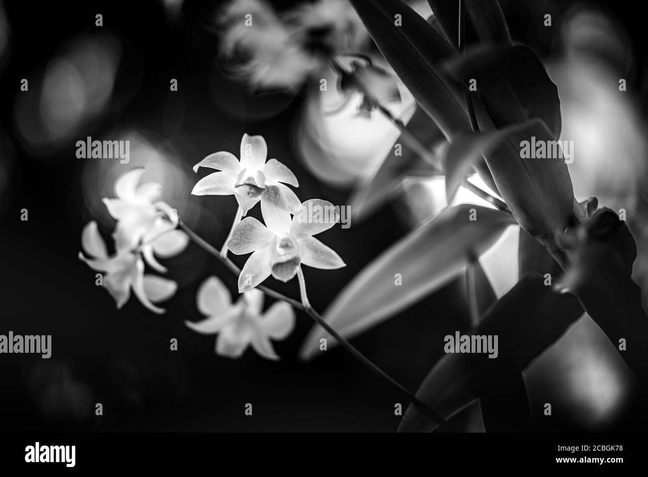 Violet delicate Black and White Stock Photos & Images - Alamy