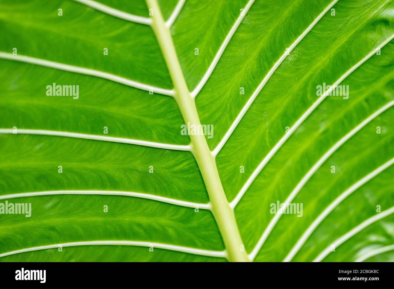 Structure of palm tree in morning sun. Macro, tropical nature pattern ... Structure of palm tree in morning sun. Macro, tropical nature pattern ...