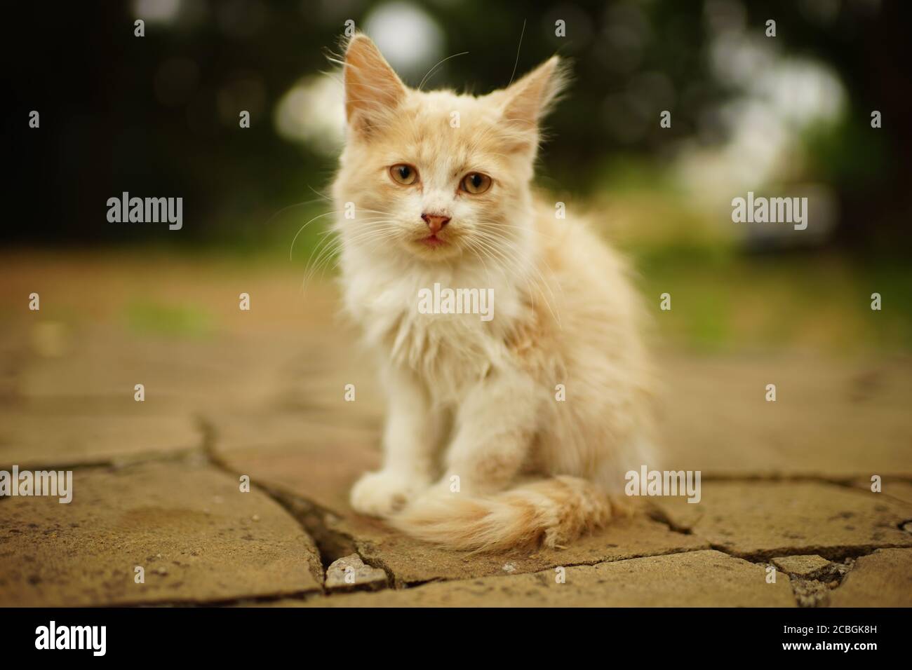 Beige kitten hi-res stock photography and images - Alamy
