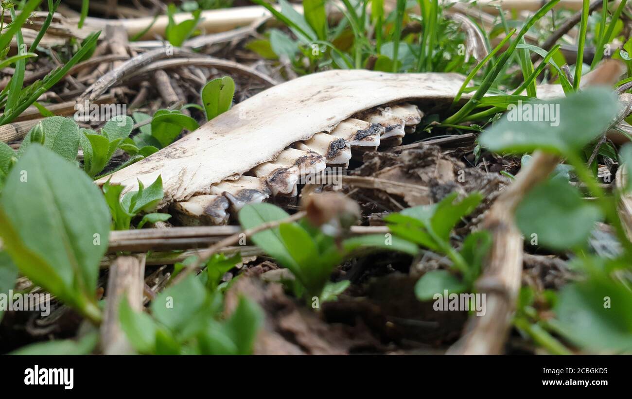 Bone of Animal Skulls Bones Real Buffalo for sale Real Animal Skull for ...
