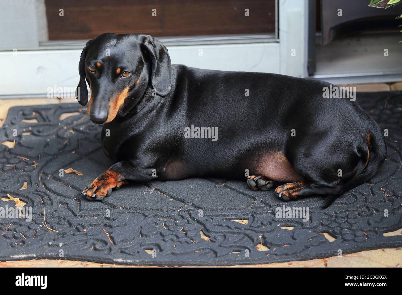Black and tan dachshund hi-res stock photography and images - Alamy
