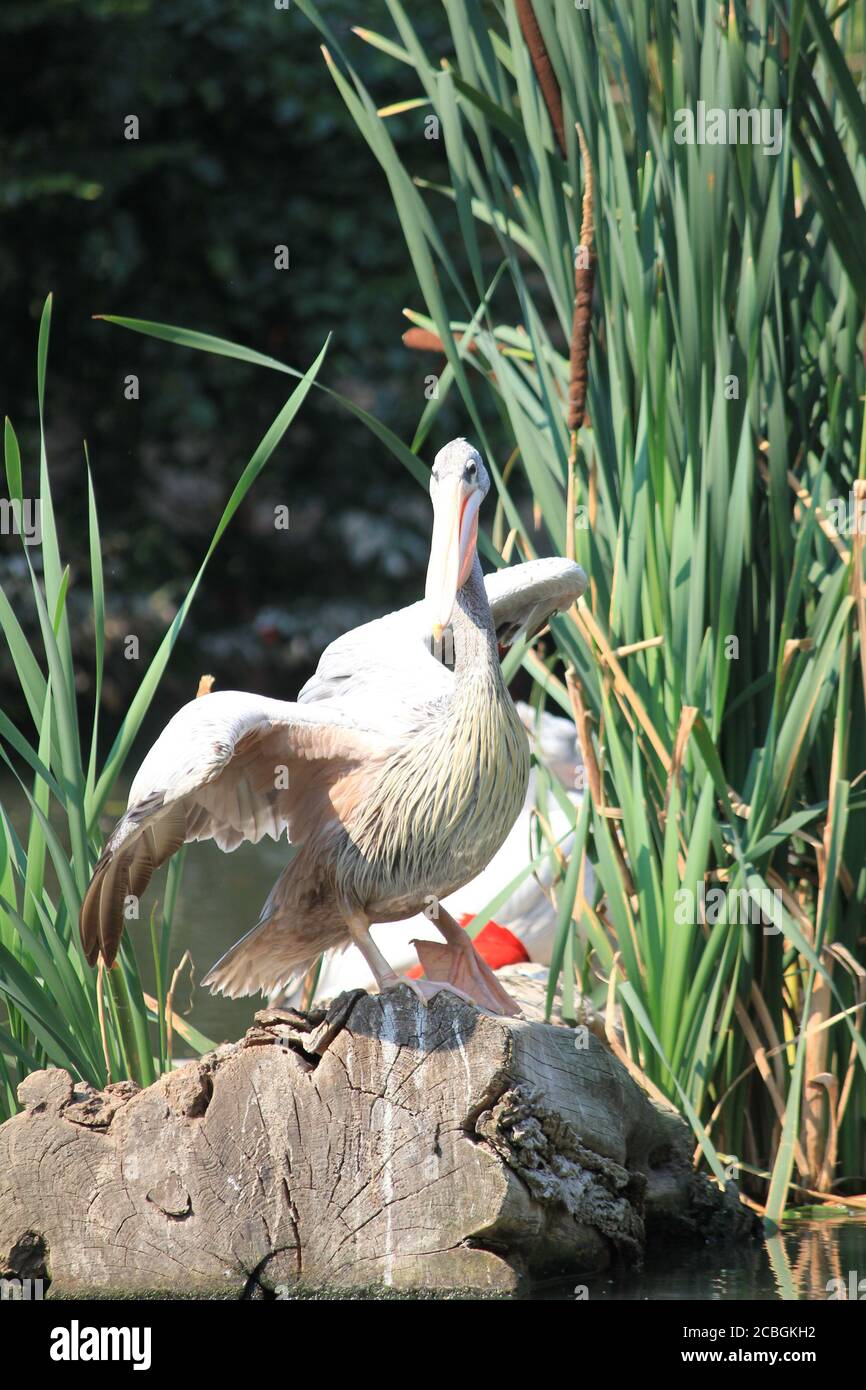 Small pale yellow throat hi-res stock photography and images - Alamy