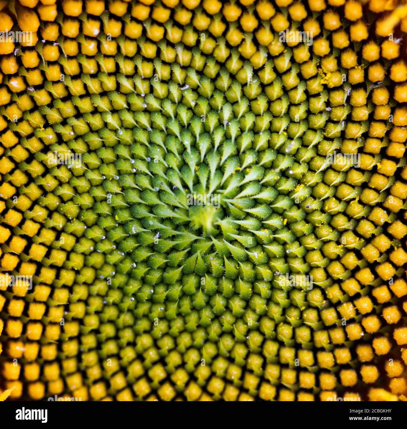Spiral abstract pattern of the center of beautiful sunflower. Close up ...