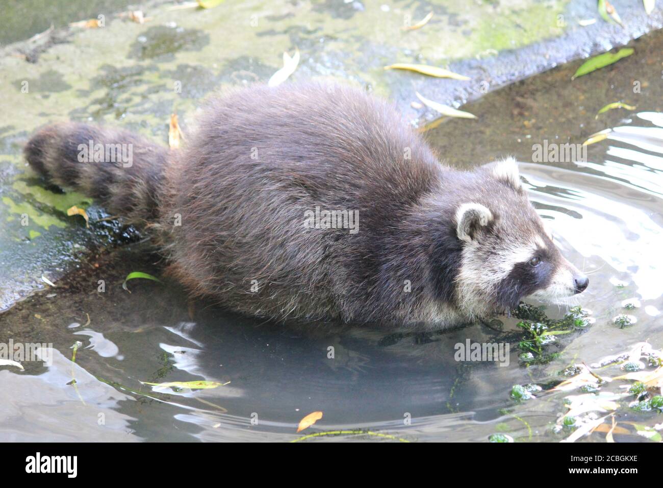 Raccoon in Dierenrijk Mierlo in the Netherlands Stock Photo - Alamy