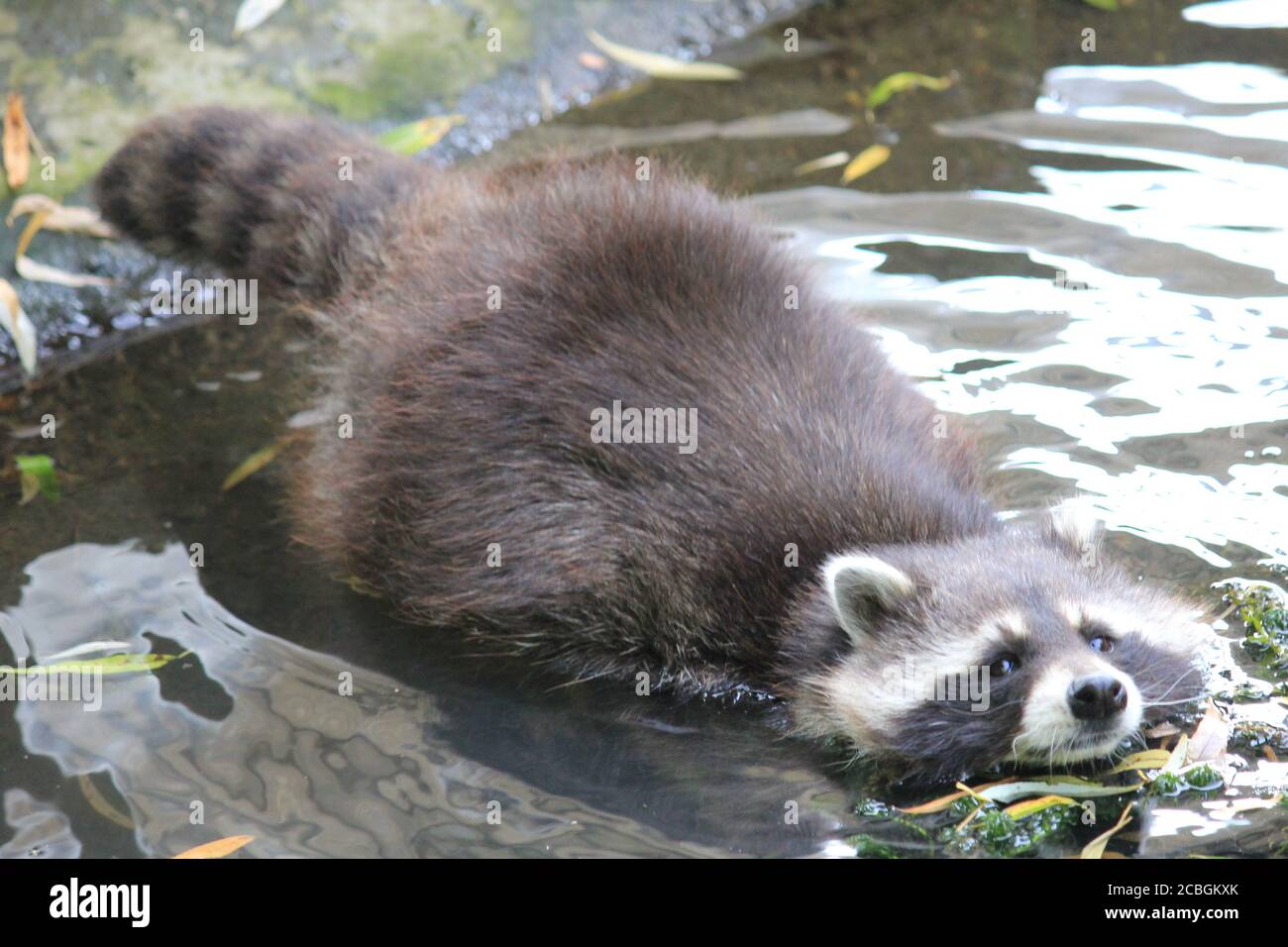 Raccoon in Dierenrijk Mierlo in the Netherlands Stock Photo - Alamy