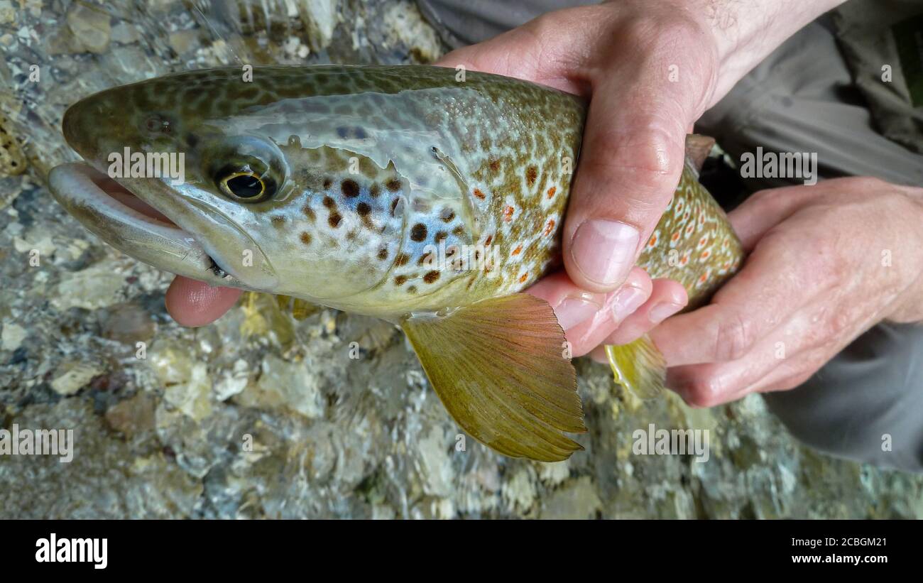 A close up of a fish that is a hybrid of marble trout and a brown trout ...