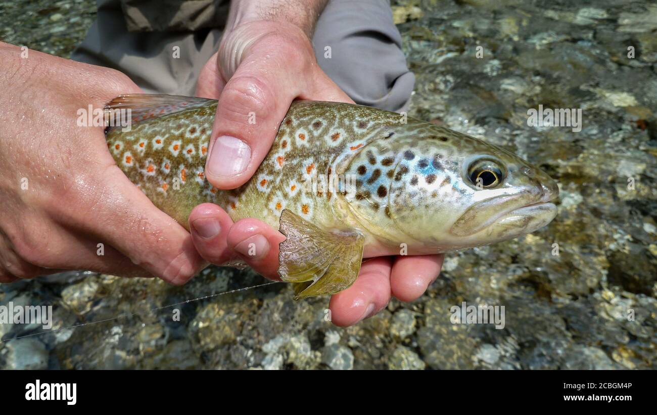 A close up of a fish that is a hybrid of marble trout and a brown trout ...