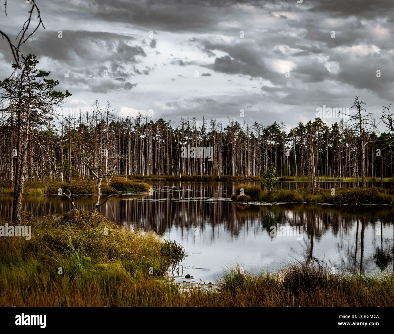 Bog lake reflecting dry trees on a gloomy day Stock Photo - Alamy