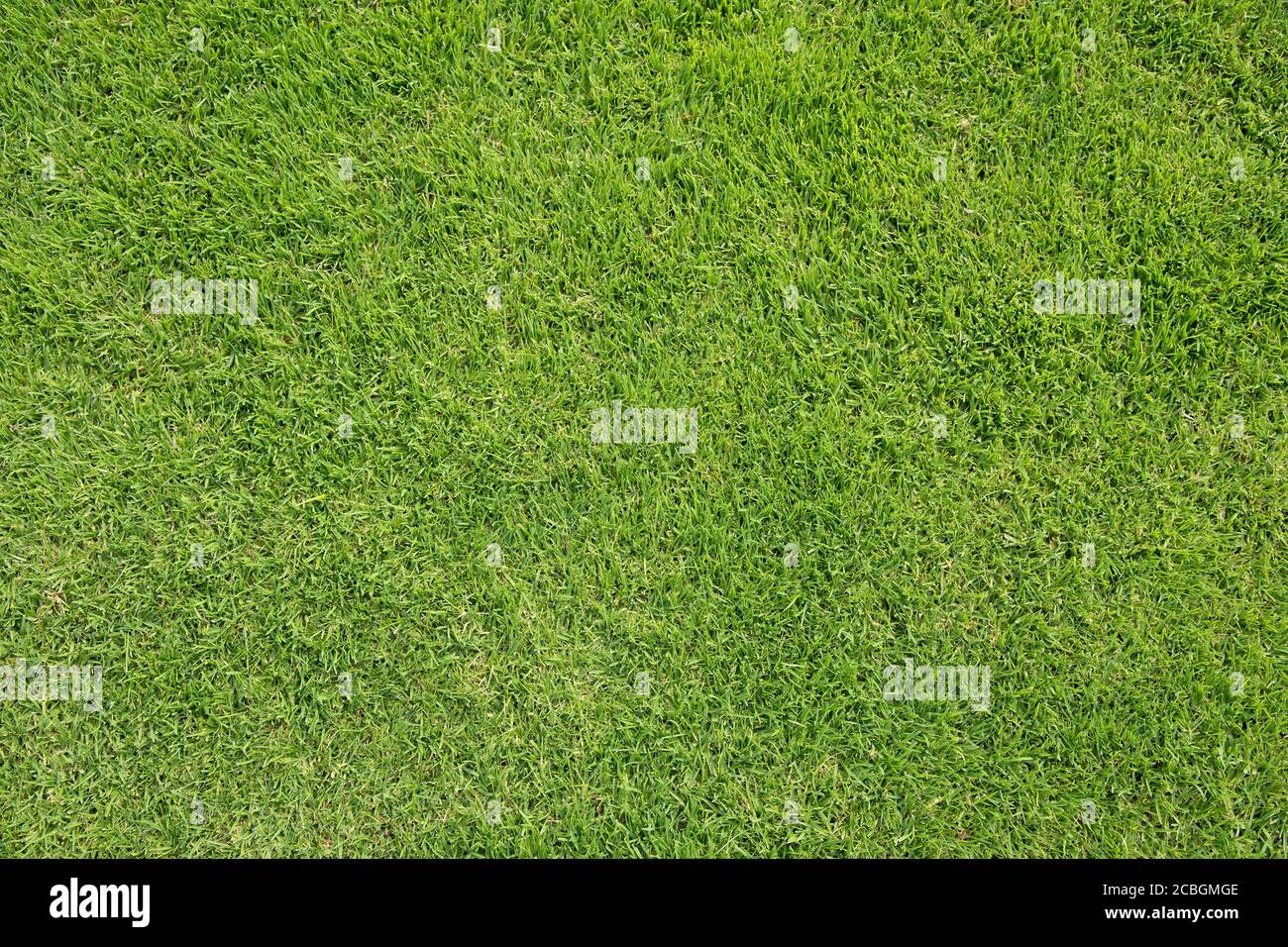 Green grass cut short Stock Photo - Alamy