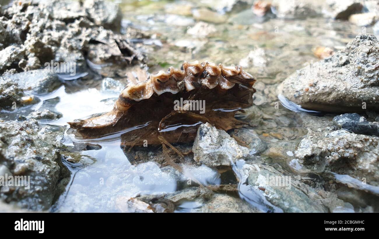 Bone of Animal Skulls Bones Real Buffalo for sale Real Animal Skull for ...