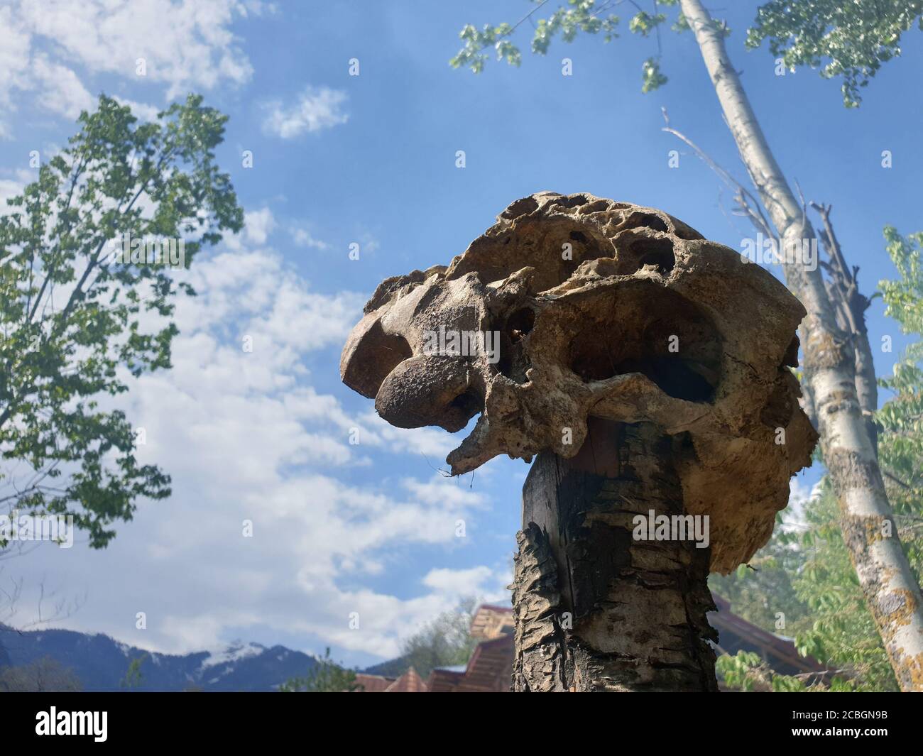 Bone of Animal Skulls Bones Real Buffalo for sale Real Animal Skull for ...