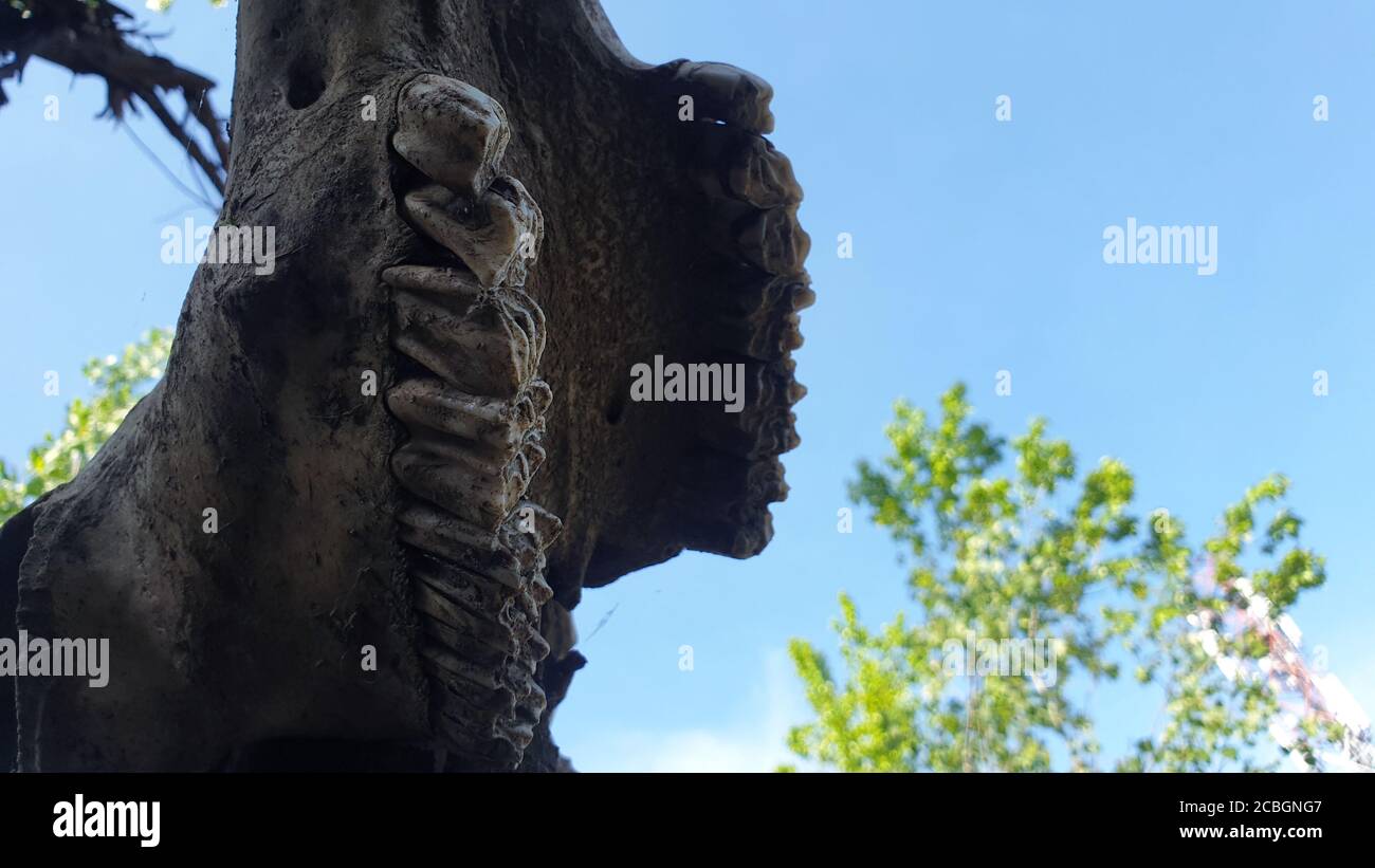 Bone of Animal Skulls Bones Real Buffalo for sale Real Animal Skull for ...