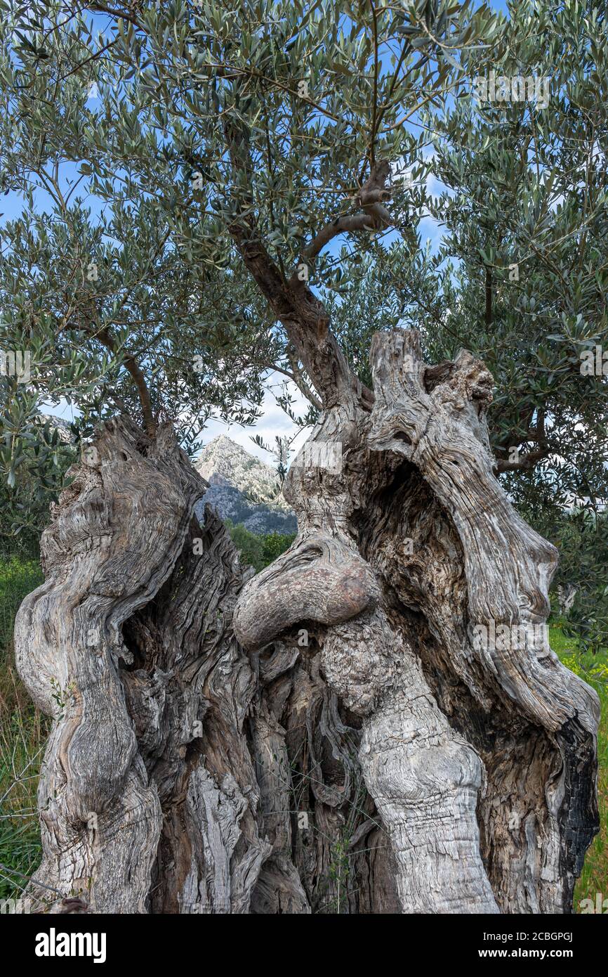 Big nose hi-res stock photography and images - Alamy