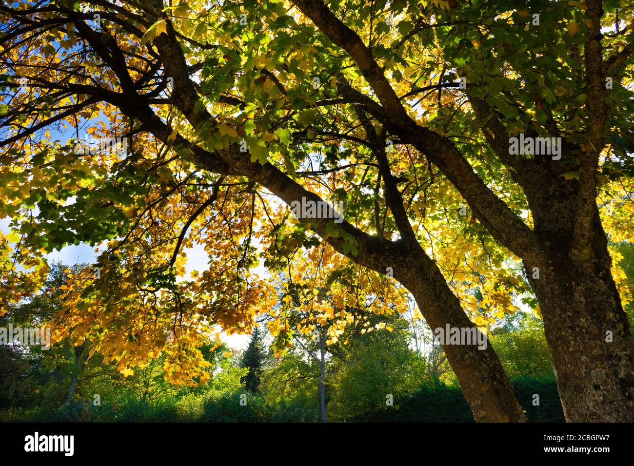 Autumn forest with yellow, orange colors Stock Photo - Alamy