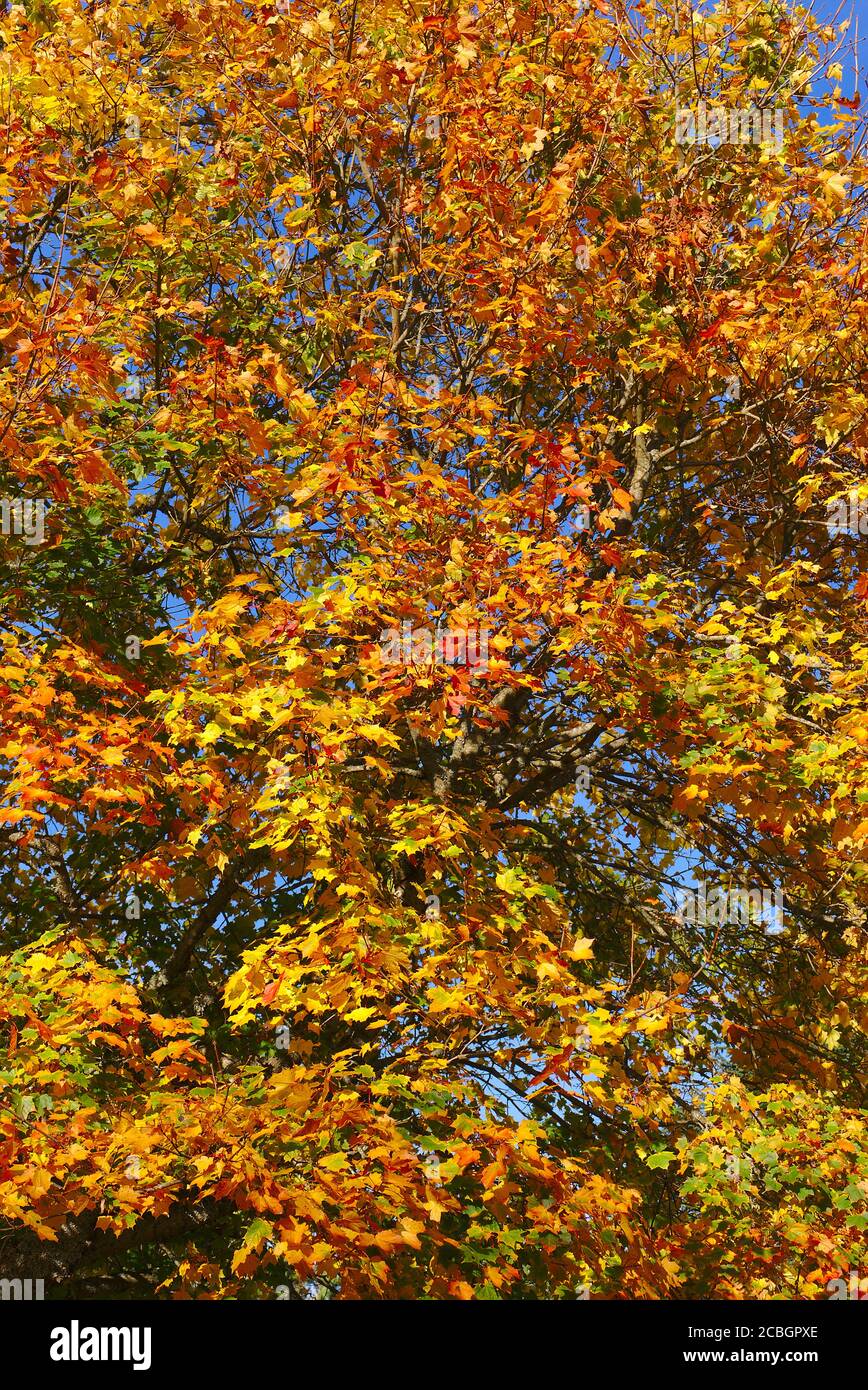 Orange colors hi-res stock photography and images - Alamy