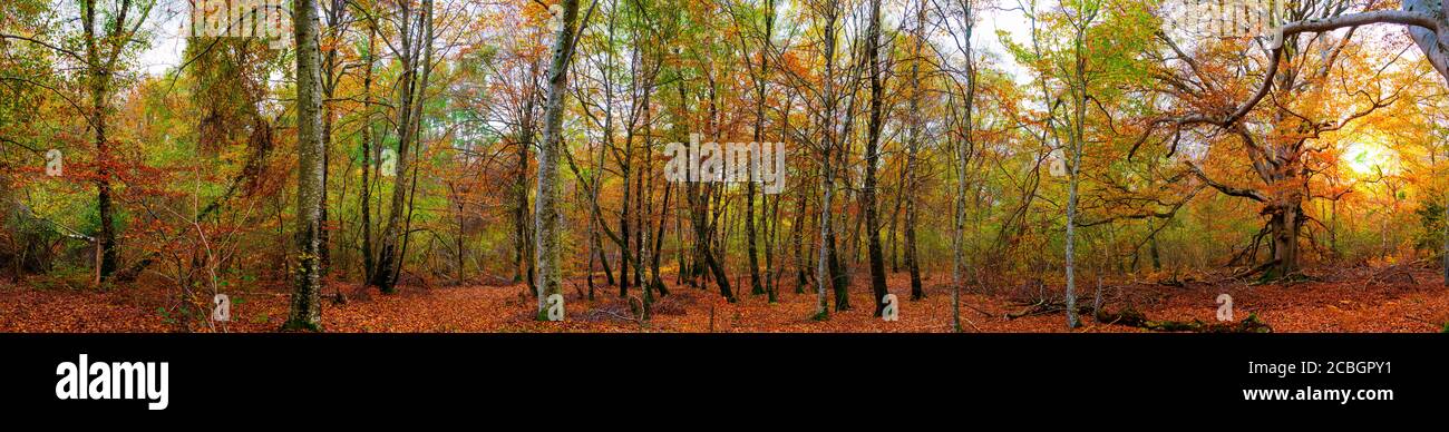 panoramic view in forest with autumn colors Stock Photo - Alamy