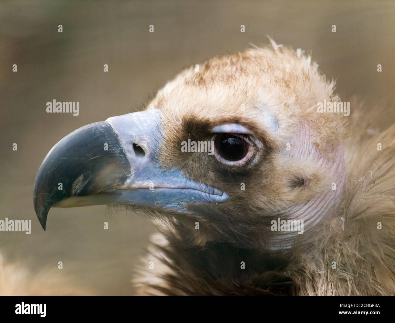 Hairless bird hi-res stock photography and images - Alamy