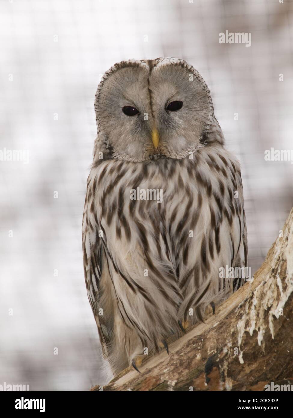 Portrait of Ural owl - Strix uralensis Stock Photo - Alamy