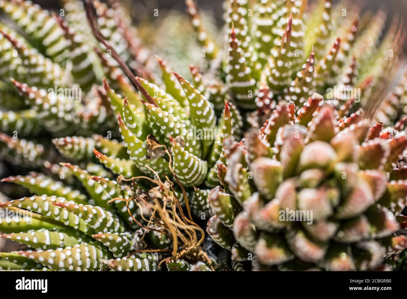 Macro photography of cactus. Natural plant, Hen and chicks succulent ...
