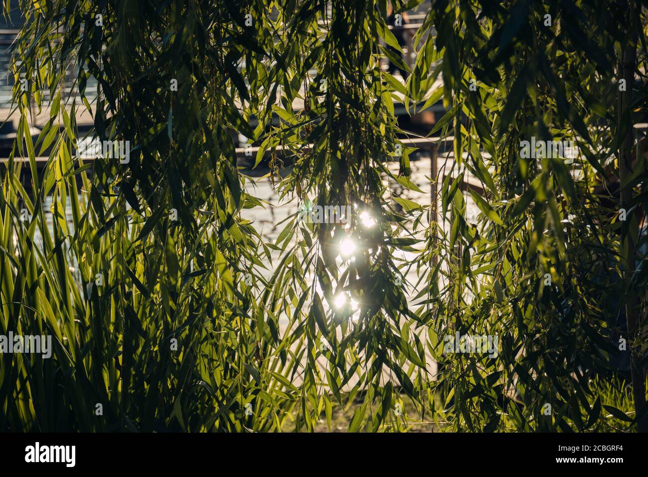 Sunlight through leaves bushes hi-res stock photography and images - Alamy