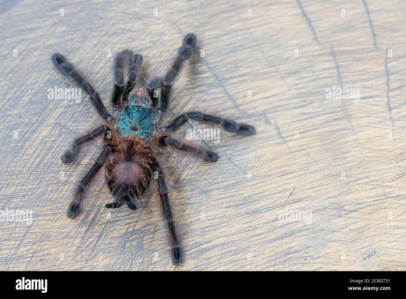 Avicularia versicolor spider standing on wooden background. Close up ...