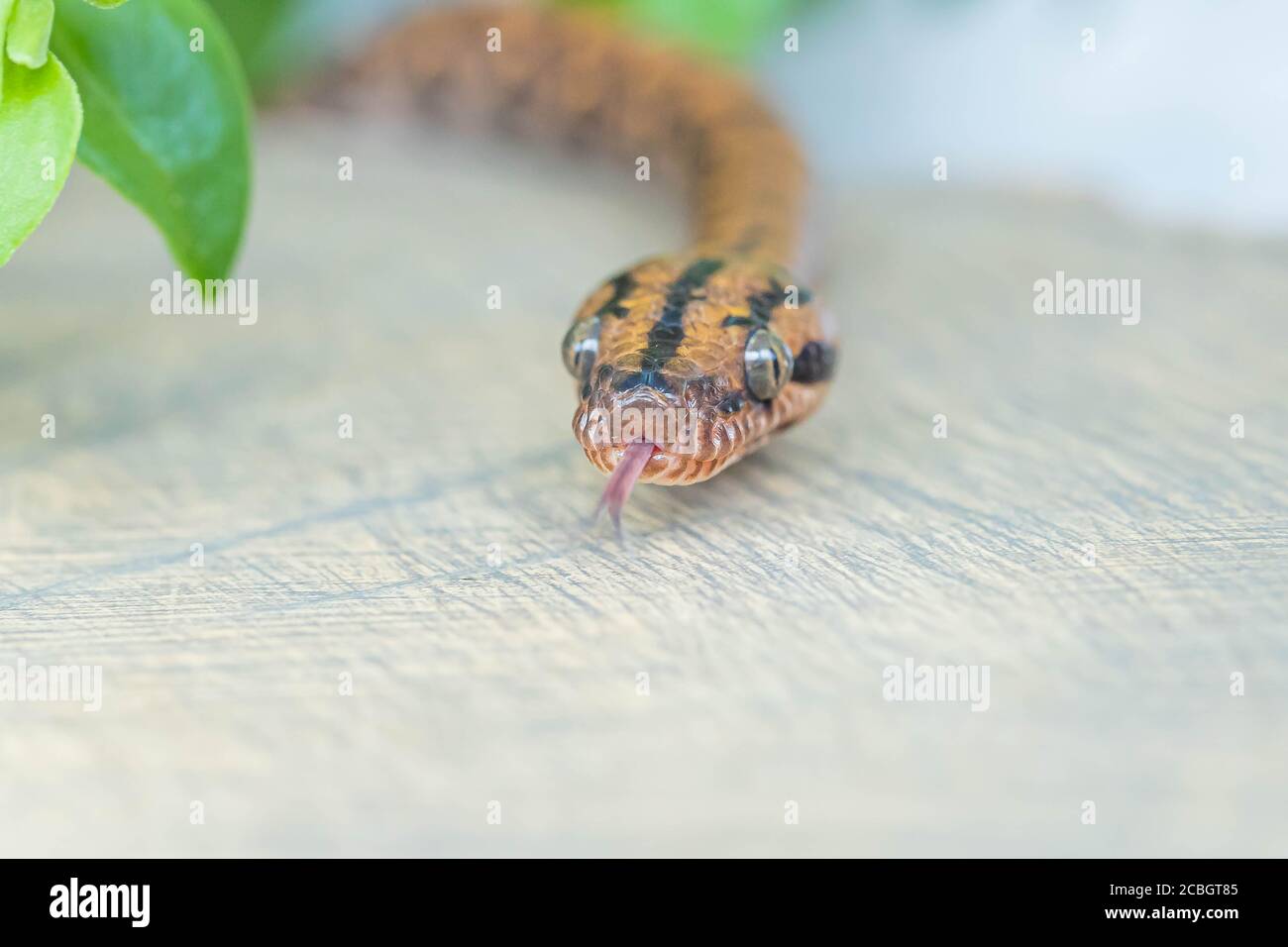 Western brown snake australia hi-res stock photography and images - Alamy