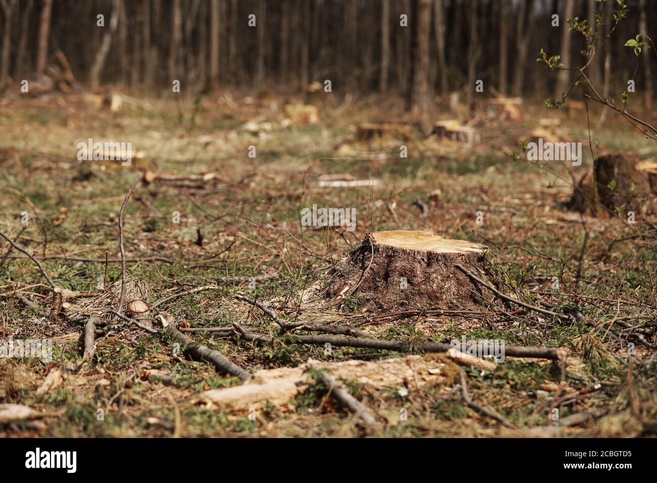 Selective felling hi-res stock photography and images - Alamy
