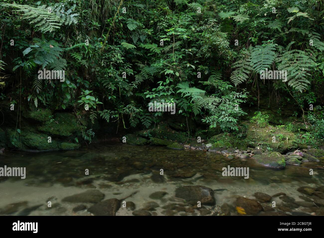 A clear water river in the Atlantic Rainforest of Ubatuba, SE Brazil ...
